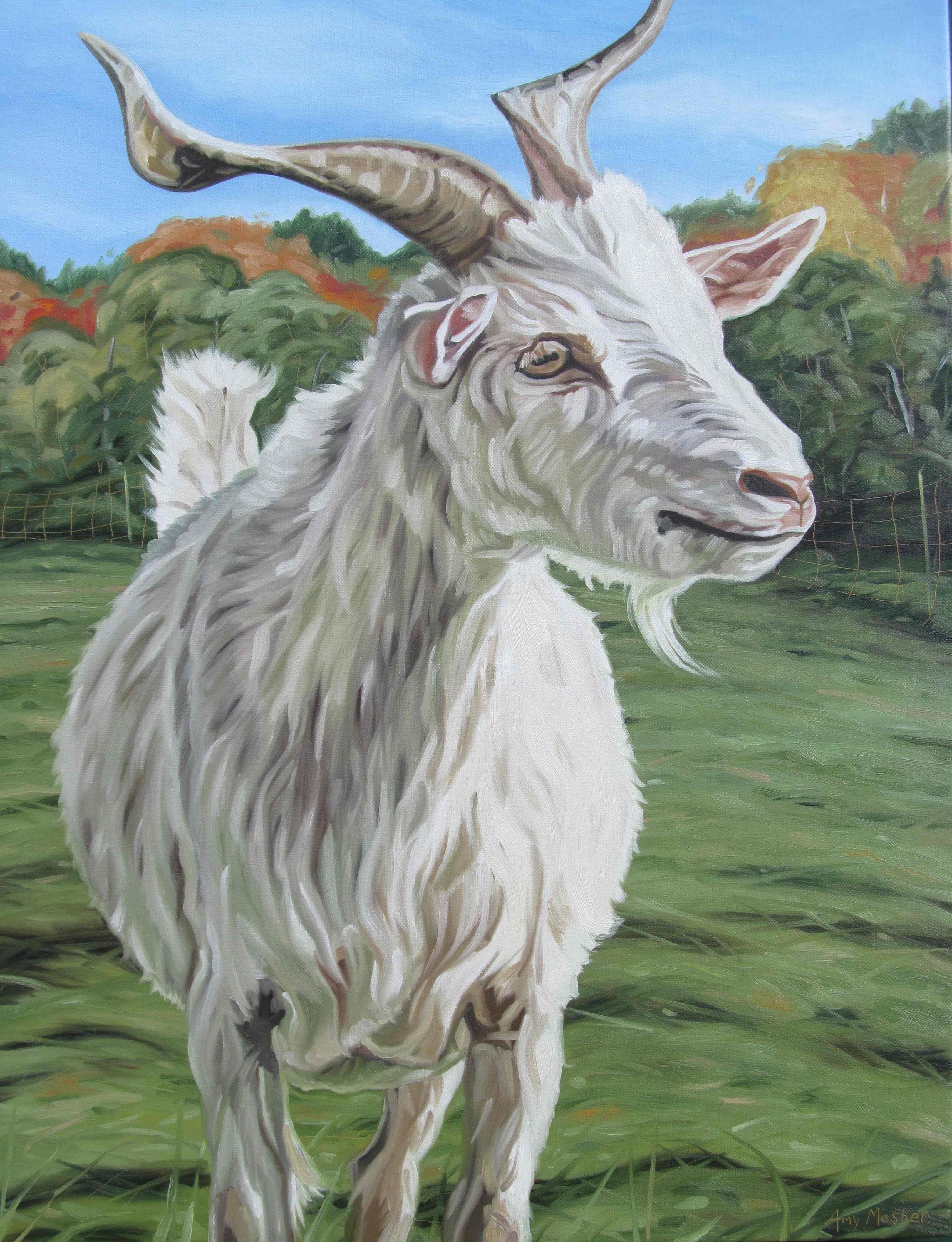 Goats | Welcome to Amy Mosher Art